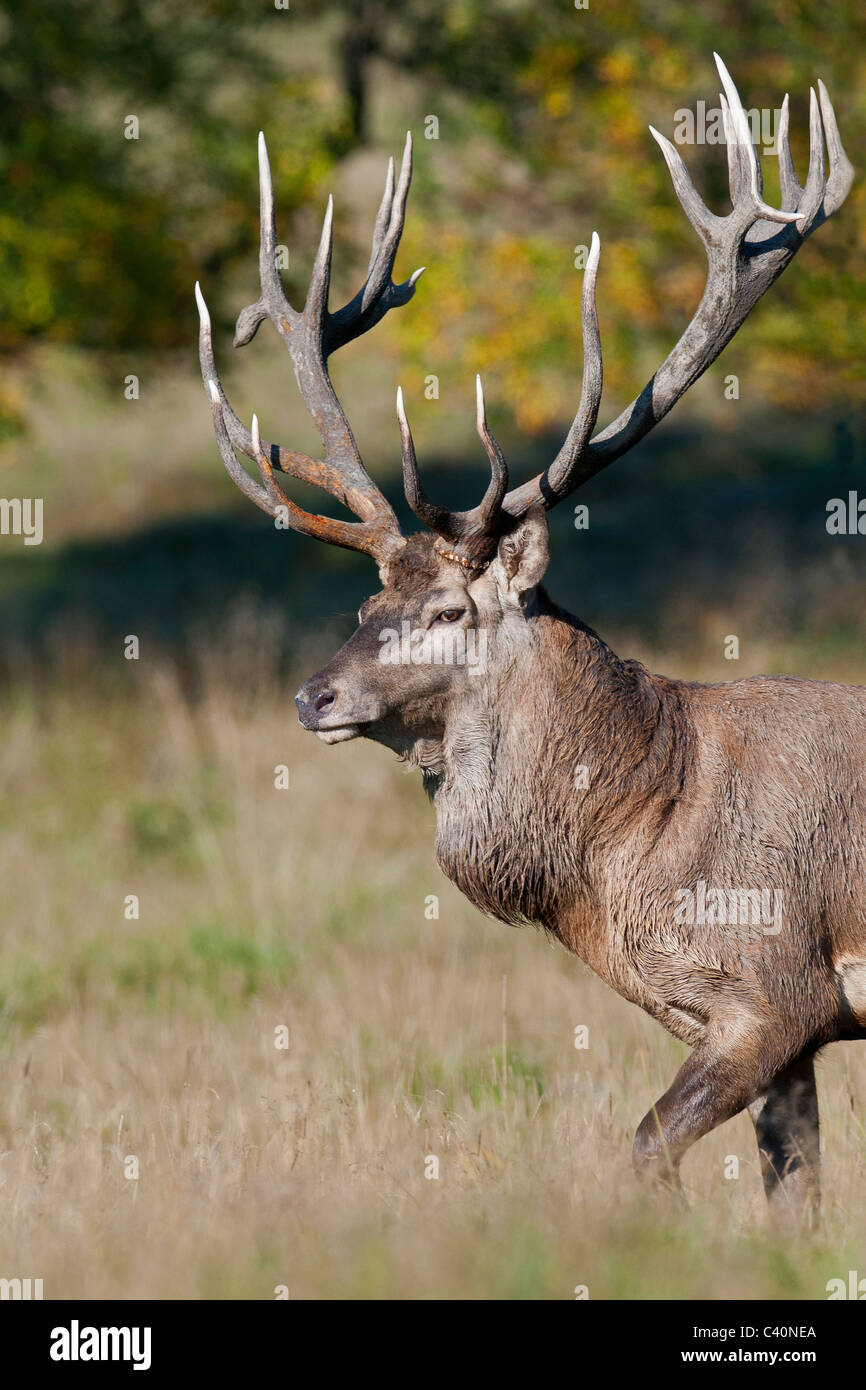 Red Deer buck, Cervus elaphus, in the fall time with big beautiful ...