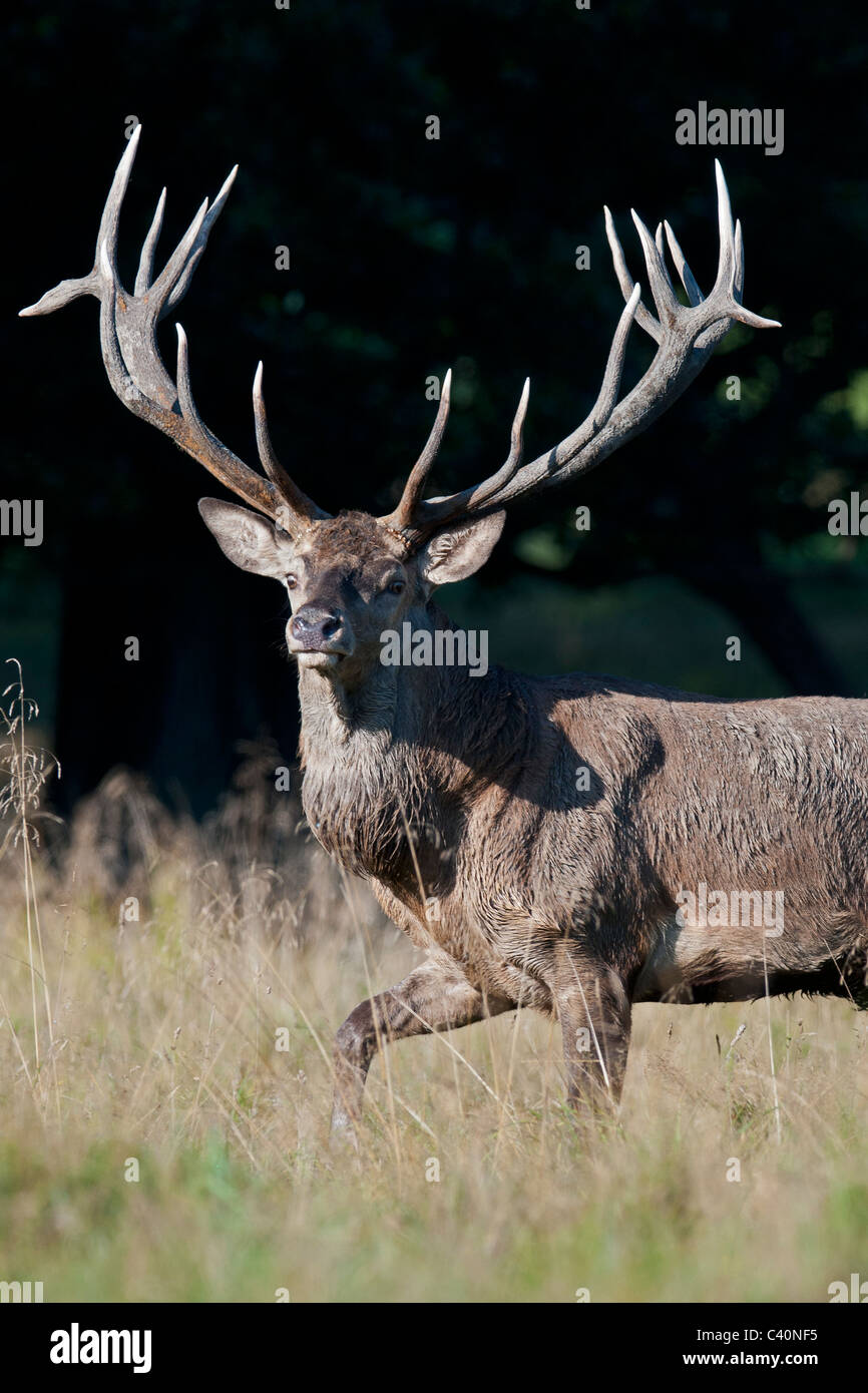 Red deer images hi-res stock photography and images - Alamy