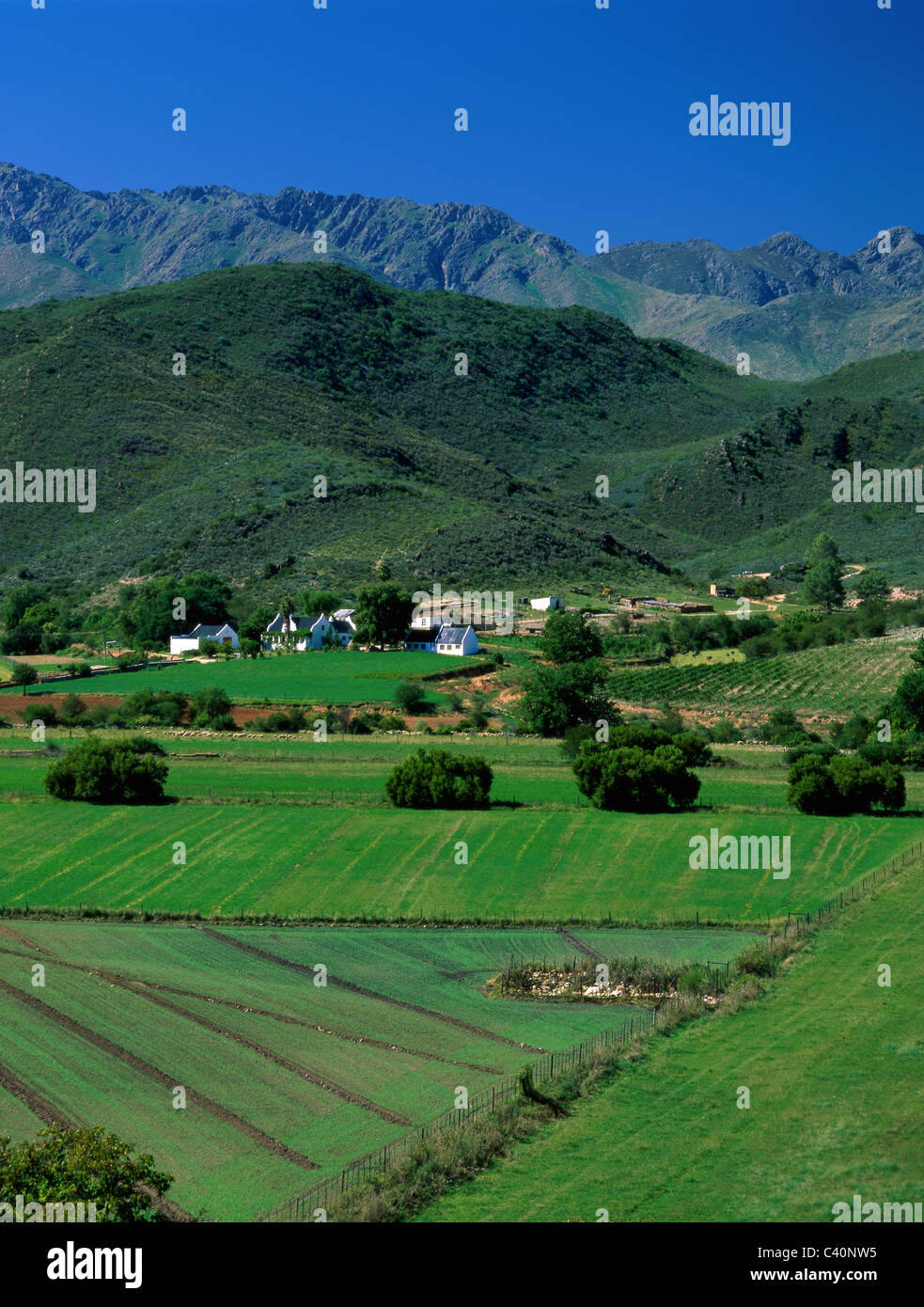 Agriculture, Crops, Farming, Farms, Foliage, Green, Greenery, Holiday ...