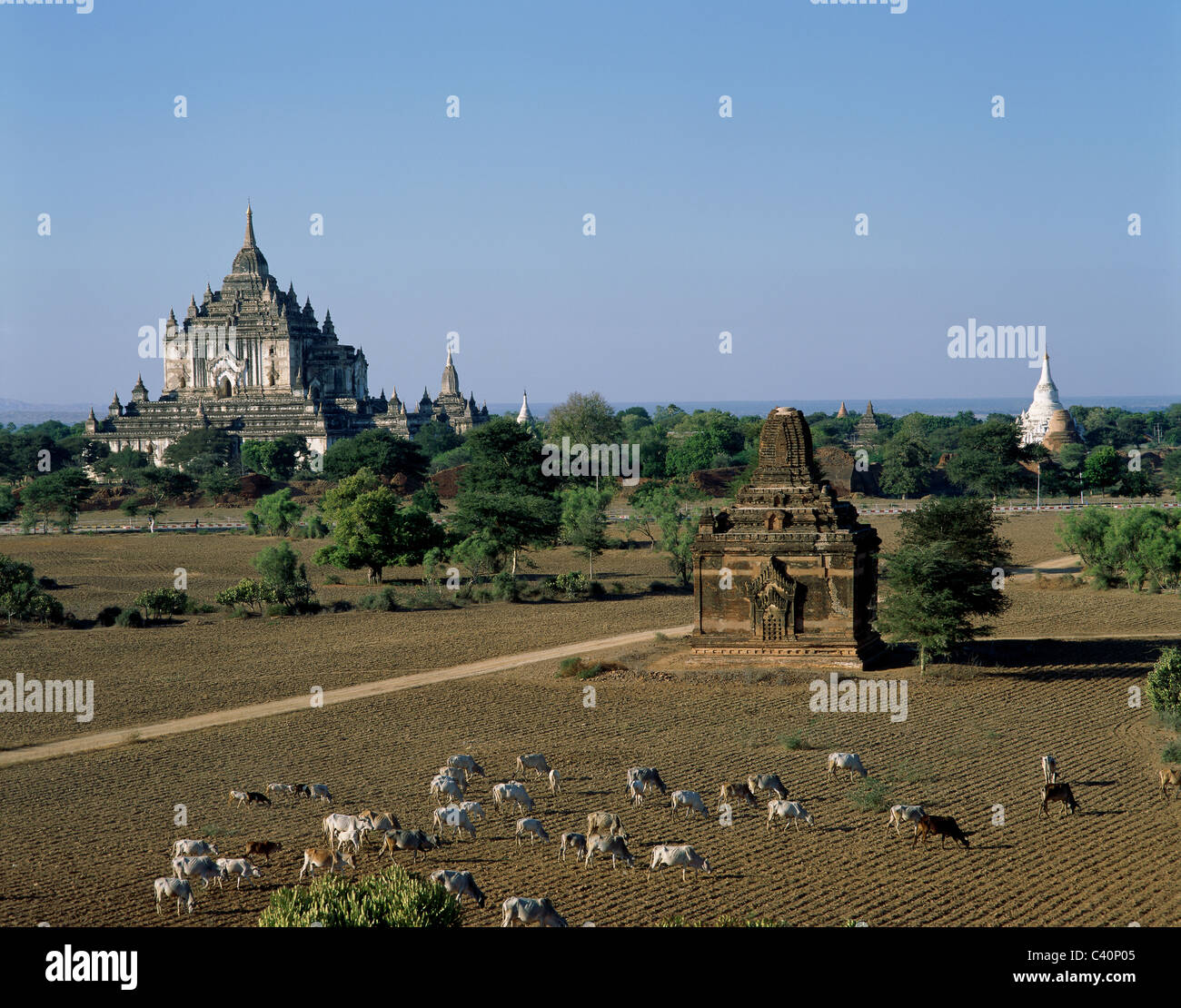 12th century, Bagan, Cattle, Grazing, Holiday, Landmark, Masonry ...