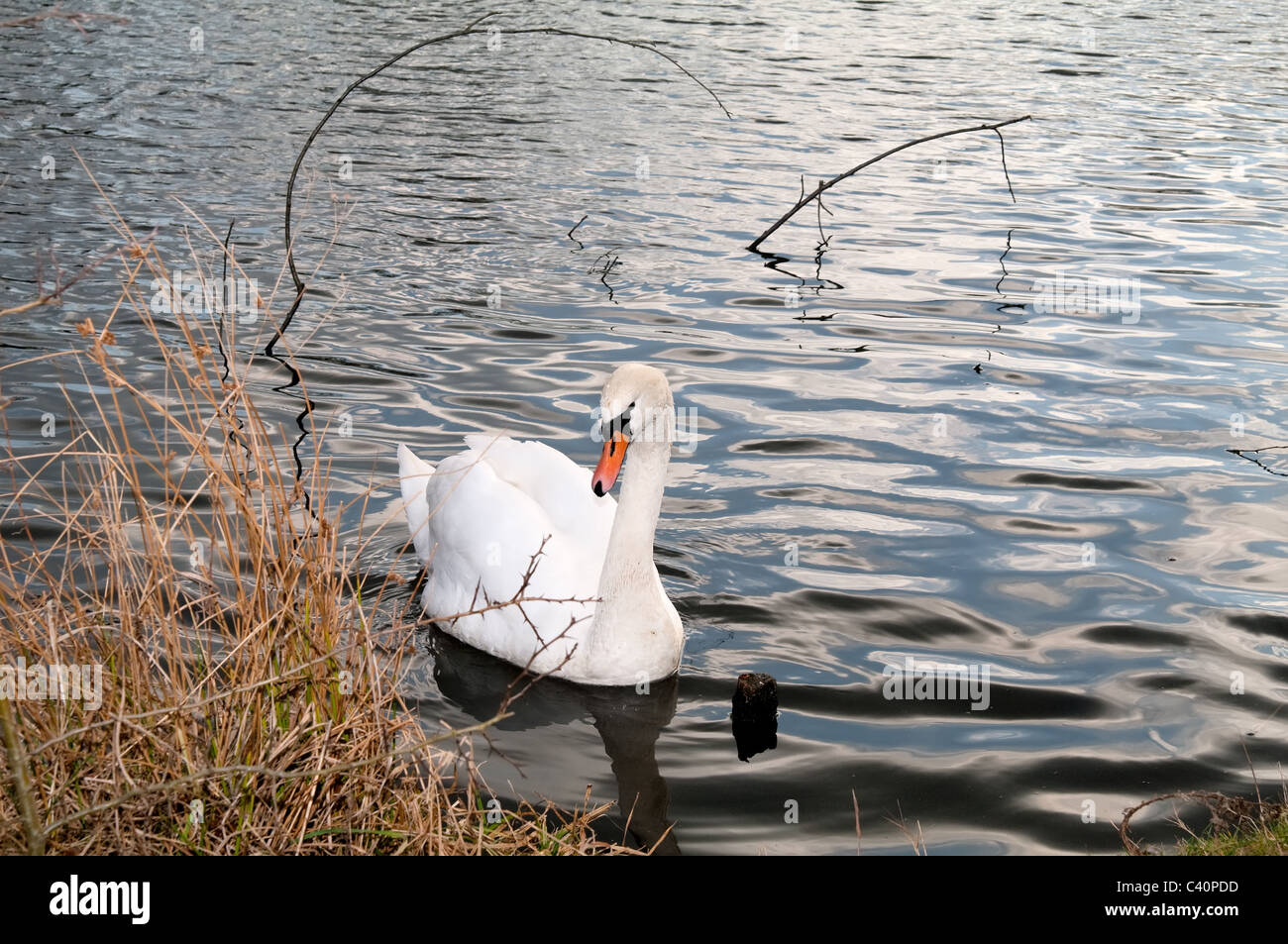 Schwan hi-res stock photography and images - Alamy