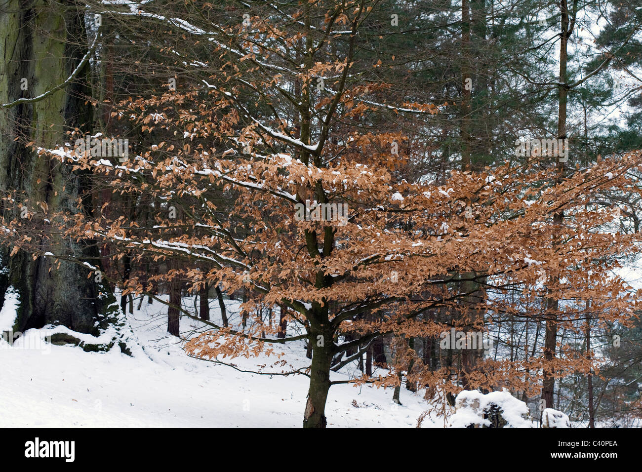 Beech tree sapling hi-res stock photography and images - Alamy
