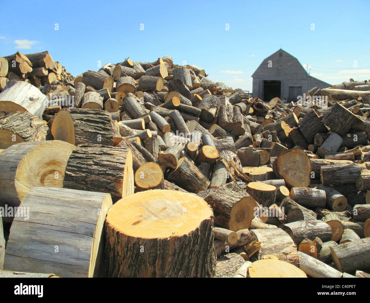 Large round tree stumps with blue sky in background Stock Photo - Alamy