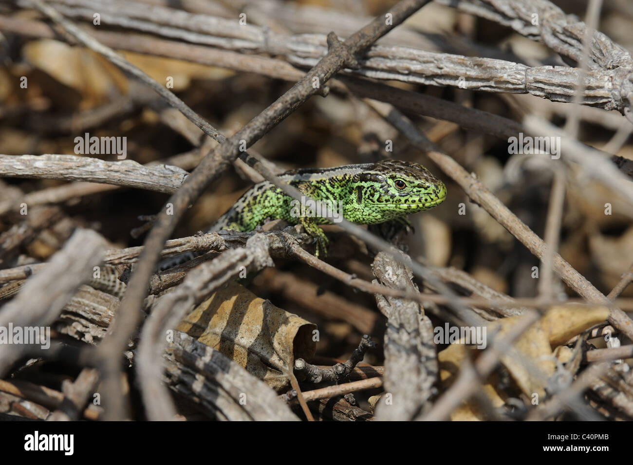 Lizard family hi-res stock photography and images - Alamy