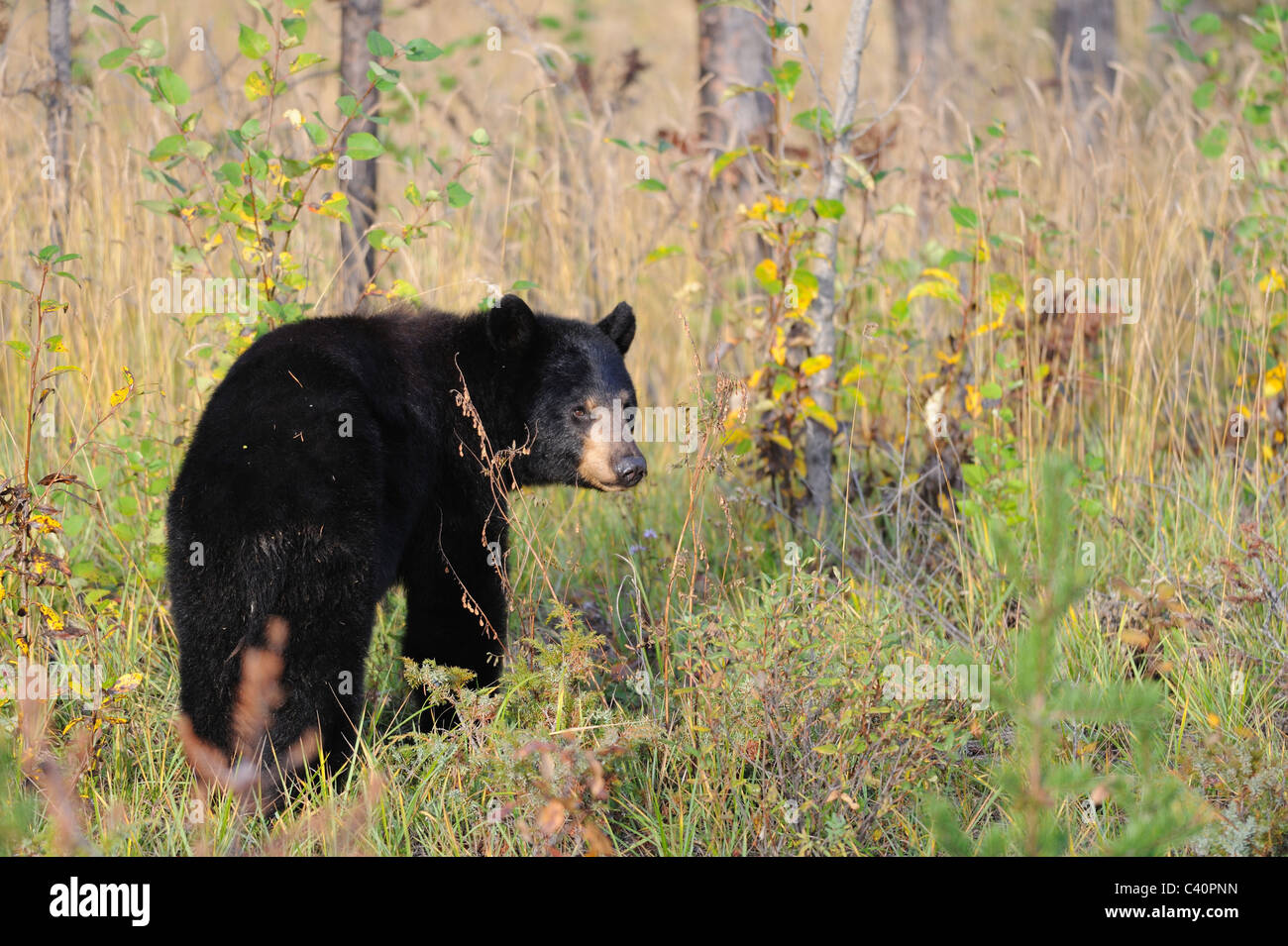 Black Bear, Ursus americanus, Ursidae family, female, Wood Buffalo ...