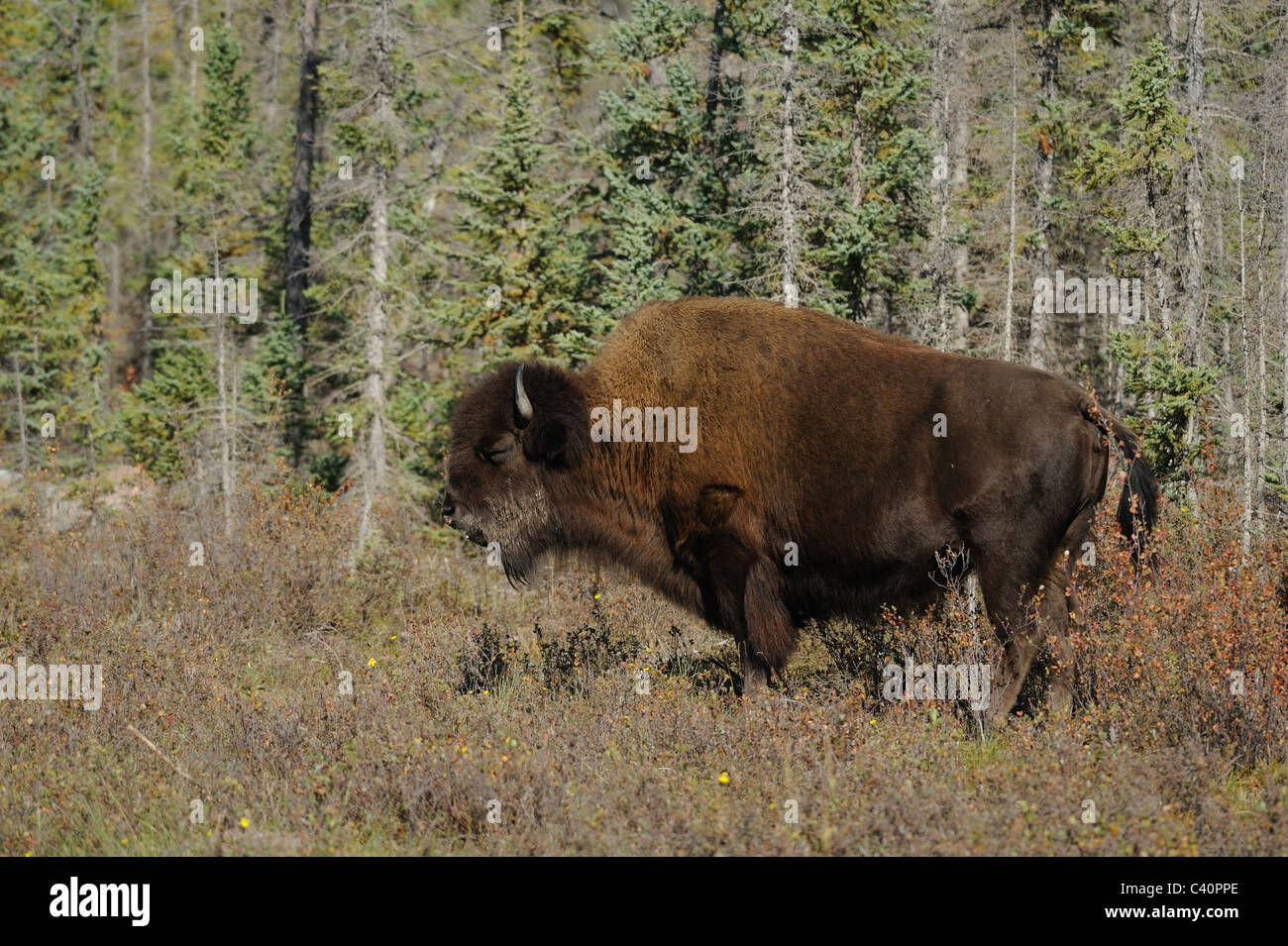 Bovidae bovidae family hi-res stock photography and images - Alamy