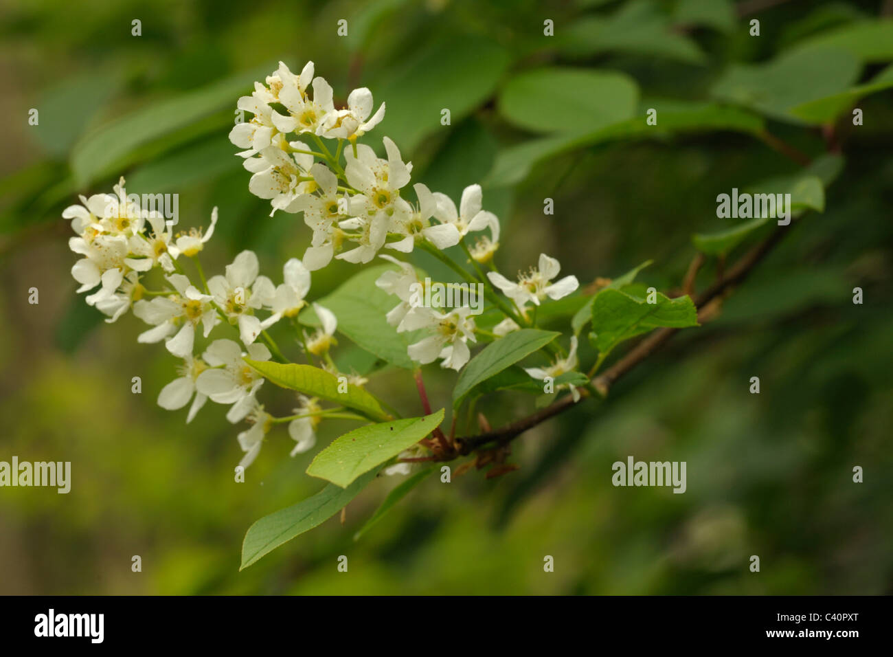 Bird Cherry, prunus padus Stock Photo - Alamy