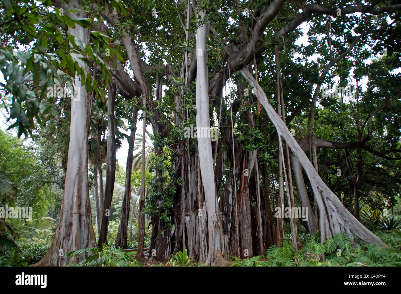 This picture includes only one tree Stock Photo - Alamy