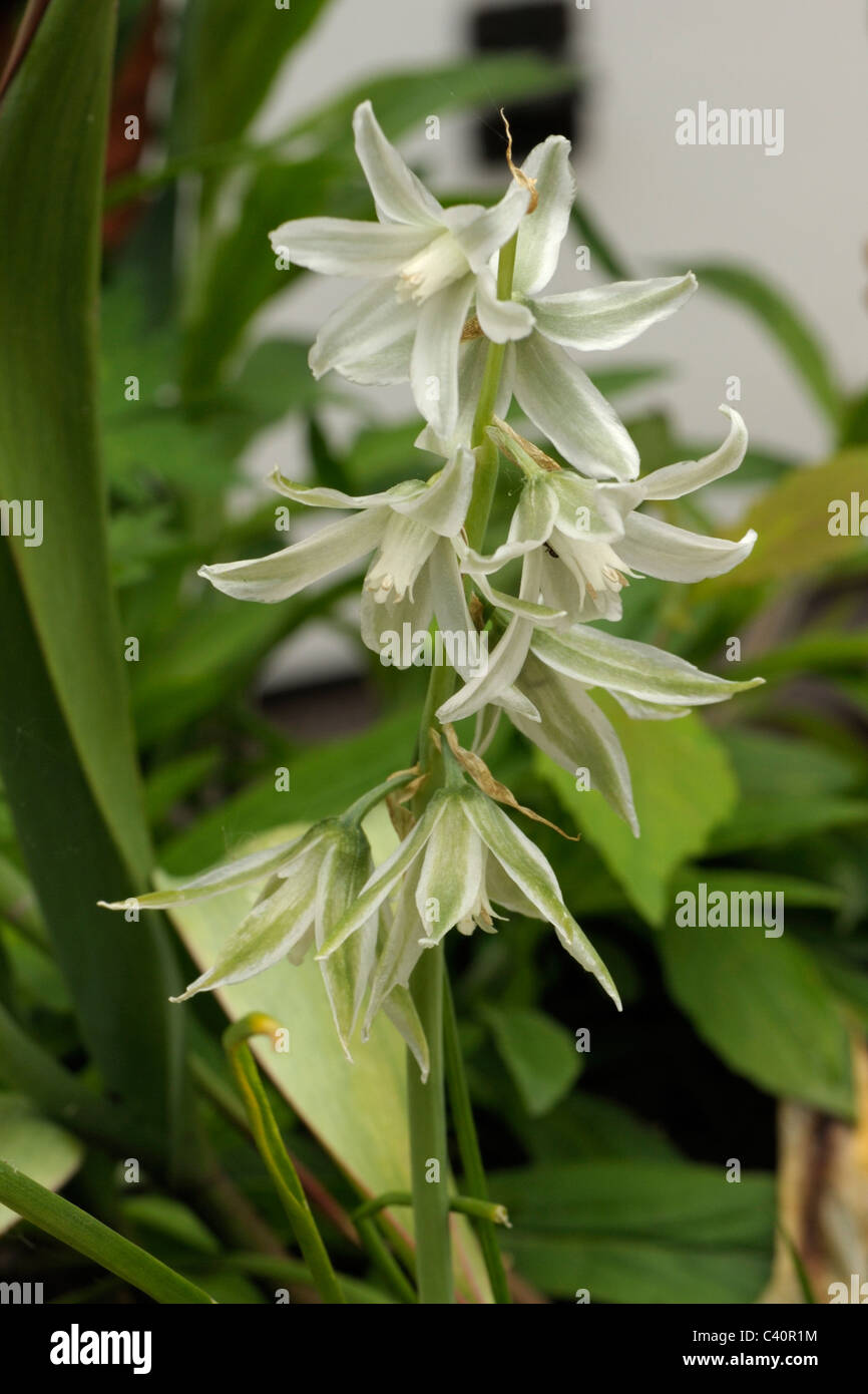 Drooping Star-of-Bethlehem, ornithogalum nutans Stock Photo - Alamy