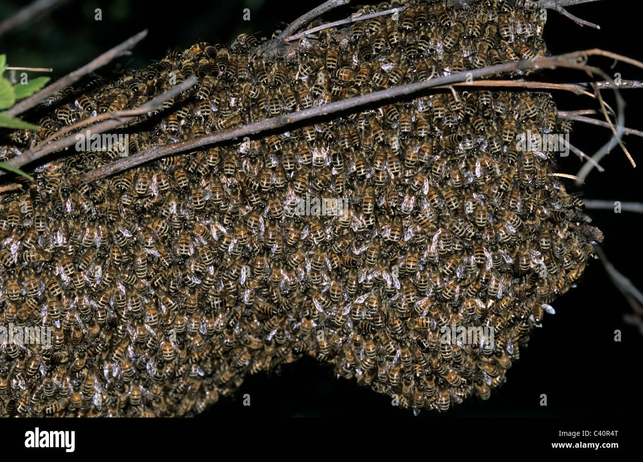 Honey-Bees, swarm, swarming, Ticino, Switzerland, bee Stock Photo - Alamy
