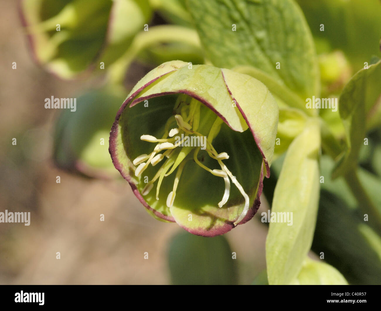 Stinking Hellebore, Helleborus foetidus Stock Photo - Alamy
