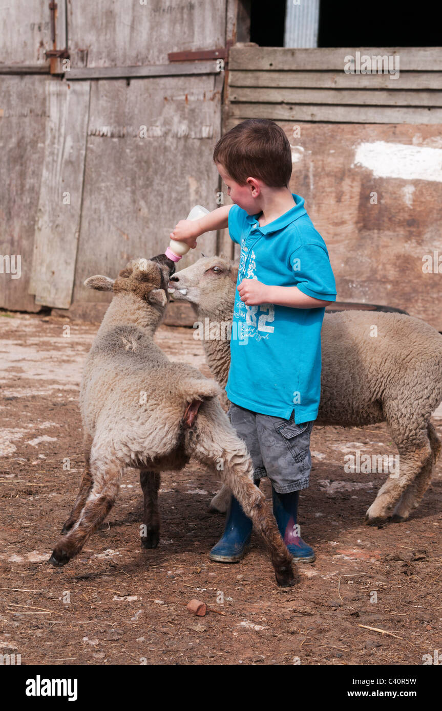 Lambs milk hi-res stock photography and images - Alamy