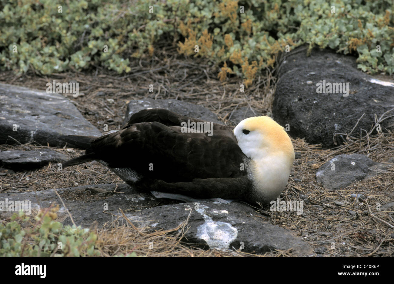 Waved Albatros, Diomedea irrorata, Diomedeidae, Hood, Galapagos ...