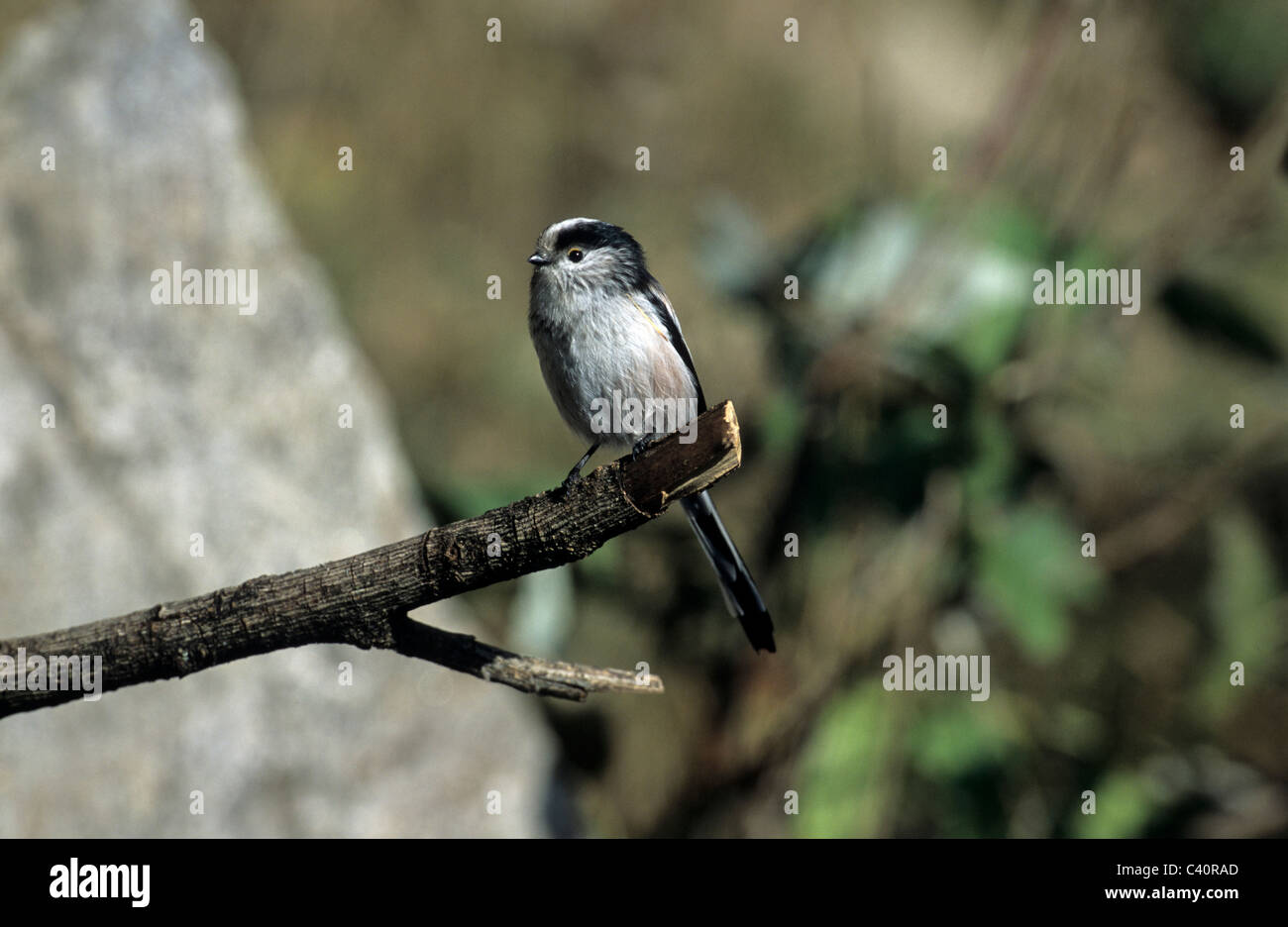 Aegithalidae High Resolution Stock Photography and Images - Alamy
