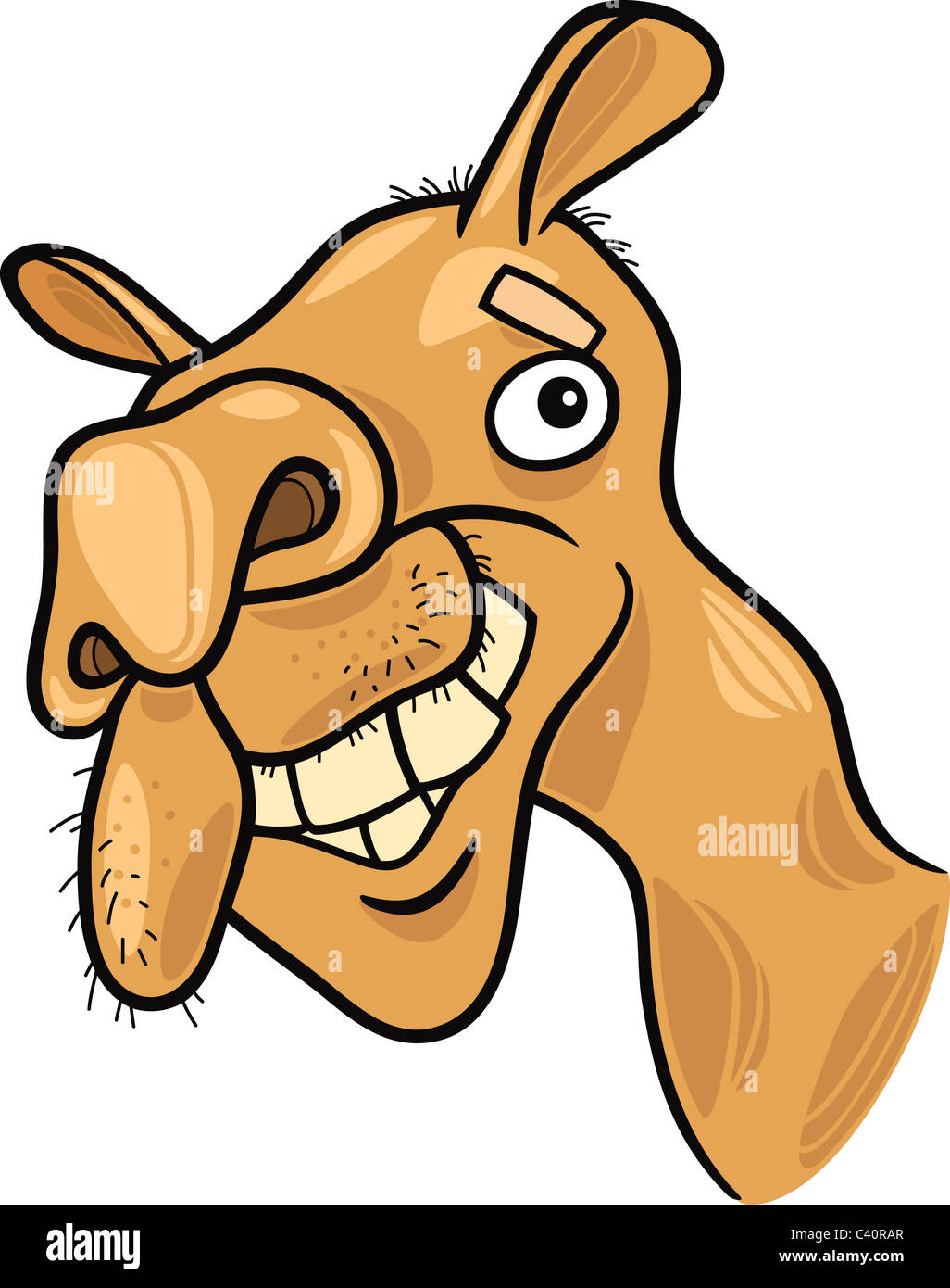 Illustration of dromedary hi-res stock photography and images - Alamy