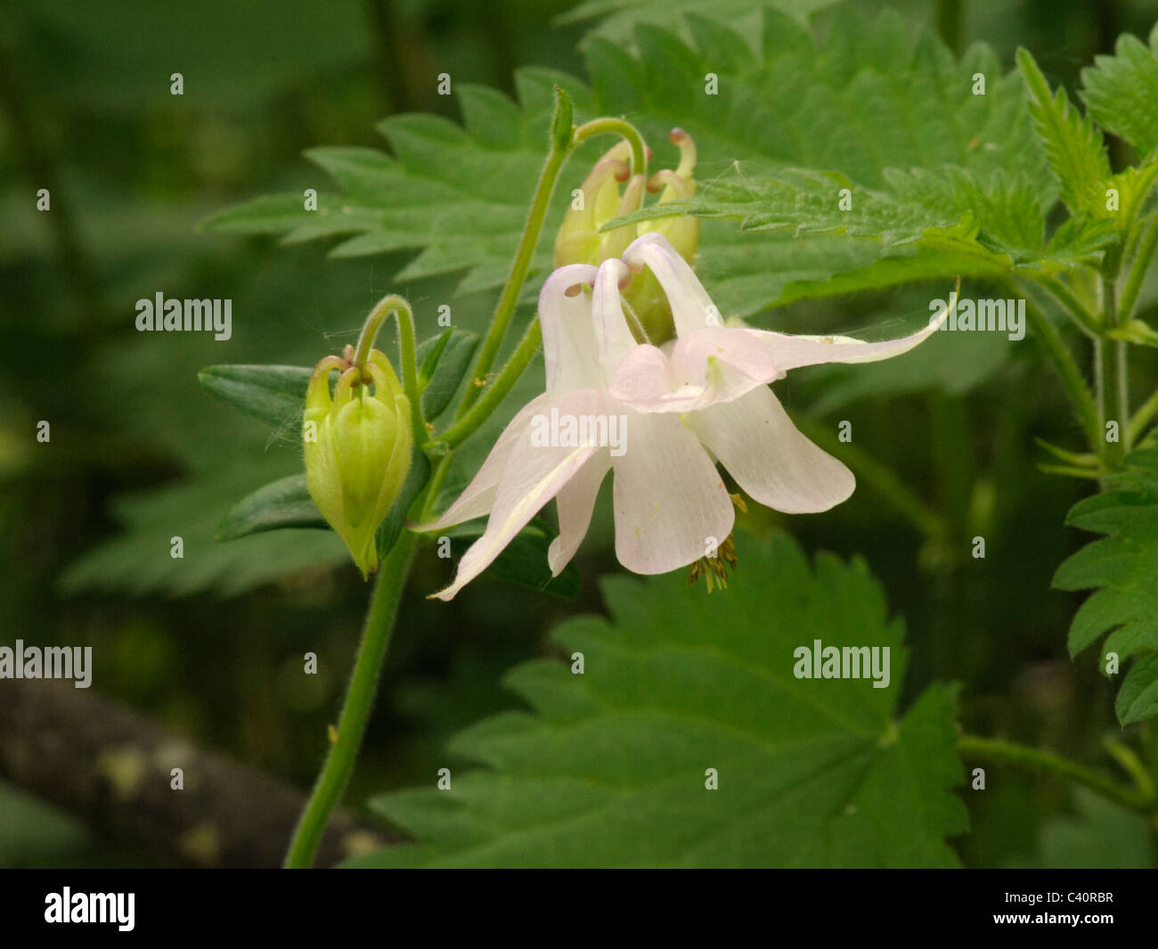 Common european wild flower hi-res stock photography and images - Alamy