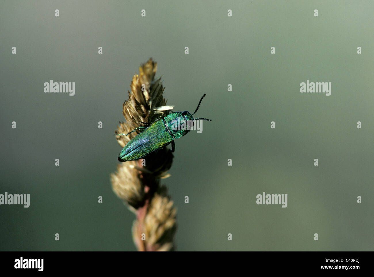 Agrilus angustulus hi-res stock photography and images - Alamy