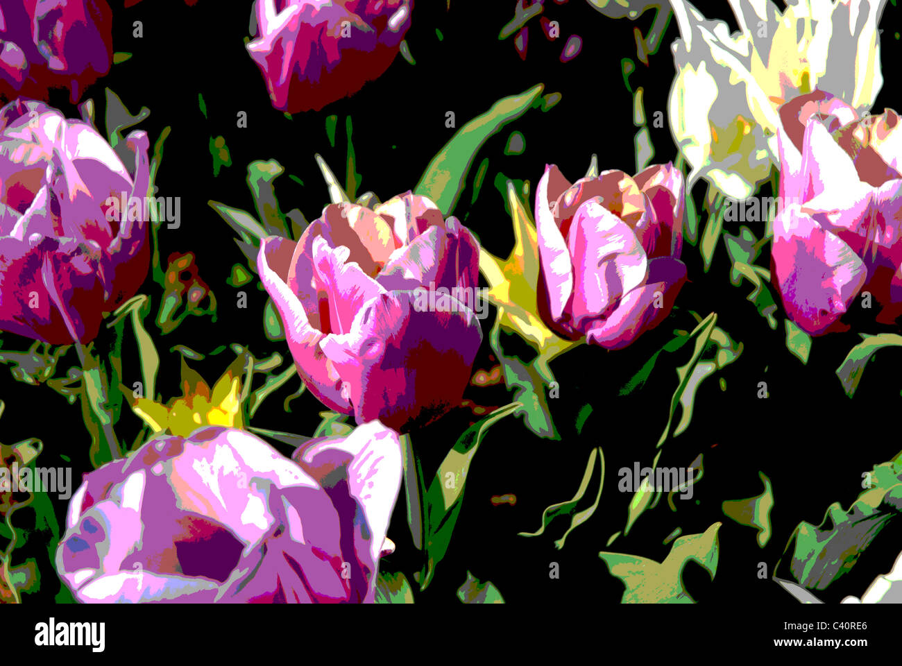 tulips, posterized in Photoshop Stock Photo - Alamy