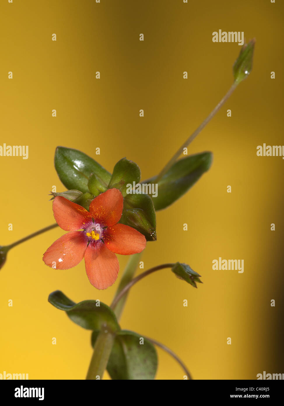Scarlet pimpernel flower hi-res stock photography and images - Alamy