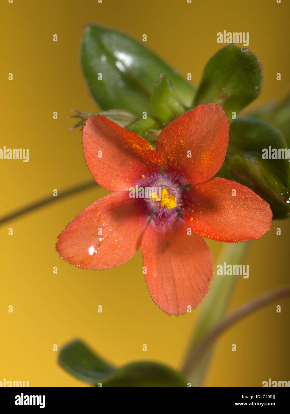 Scarlet pimpernel flower hi-res stock photography and images - Alamy