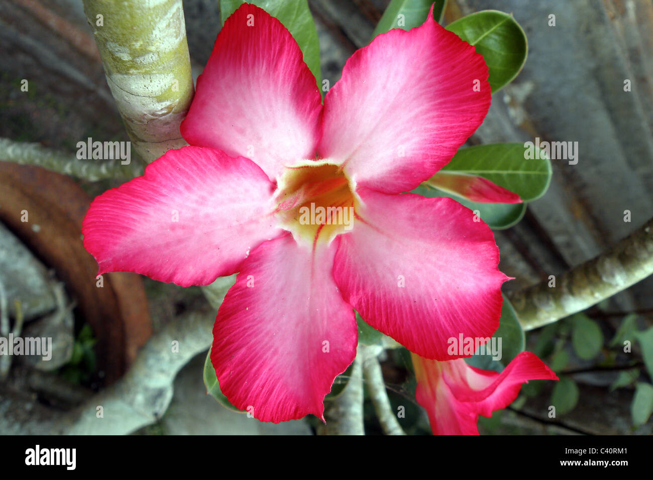 Dipladenia flower hi-res stock photography and images - Alamy