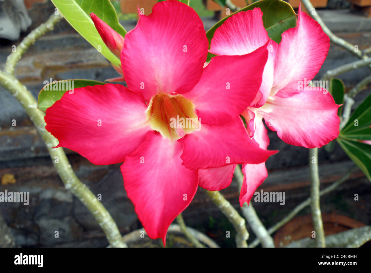 Dipladenia flower hi-res stock photography and images - Alamy