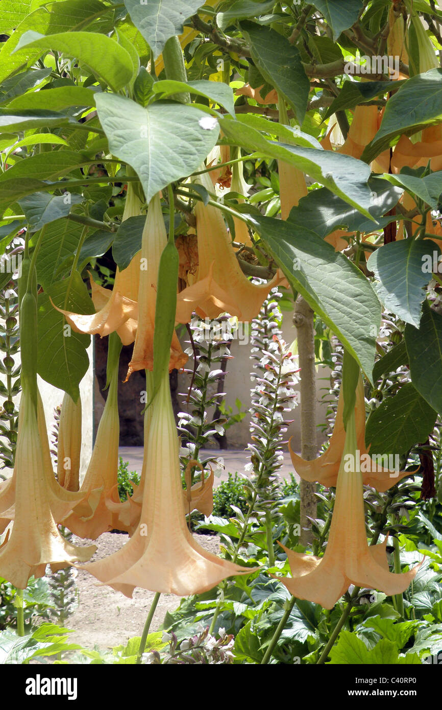 Flowers, angel trumpet Stock Photo - Alamy