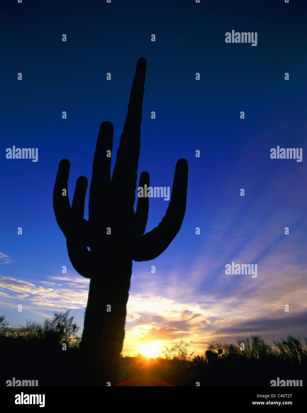 America, Arid, Arizona, Barren, Cactus, Desert, Dry, Holiday, Landmark ...