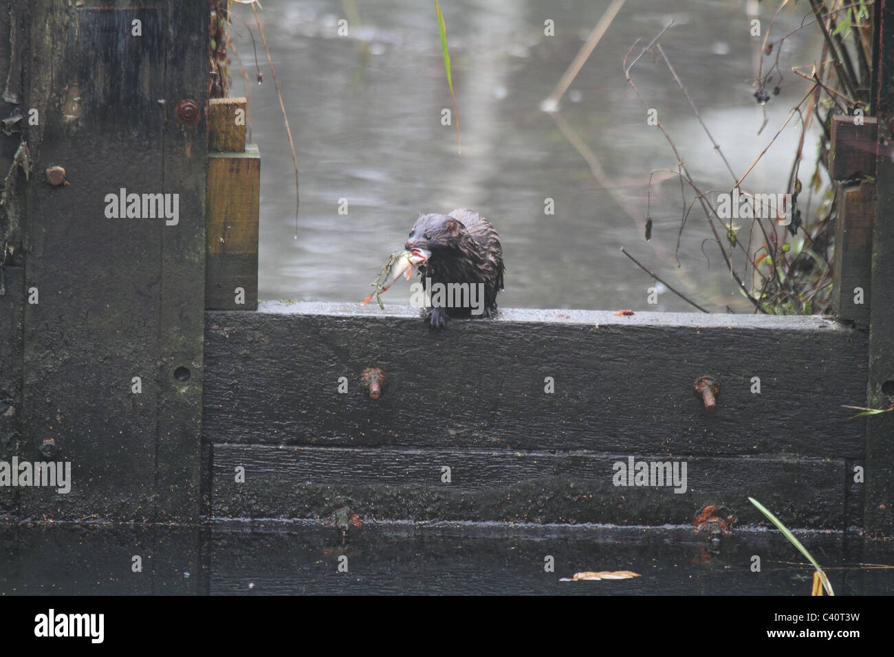 Mink High Resolution Stock Photography and Images - Alamy