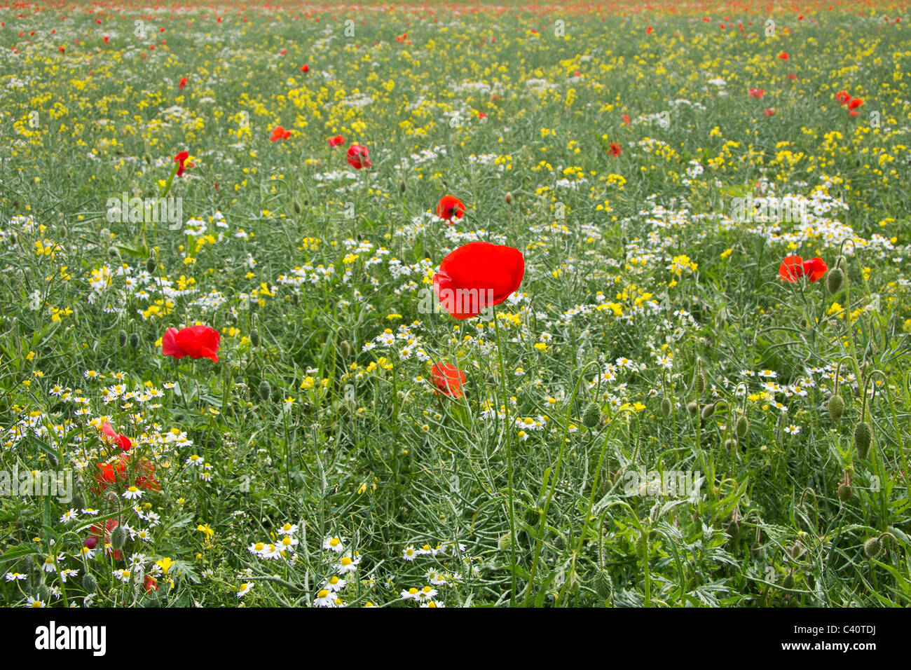 Lovely red colour hi-res stock photography and images - Alamy