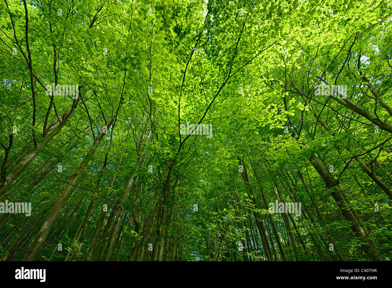 Tree Canopy From Below High Resolution Stock Photography and Images - Alamy