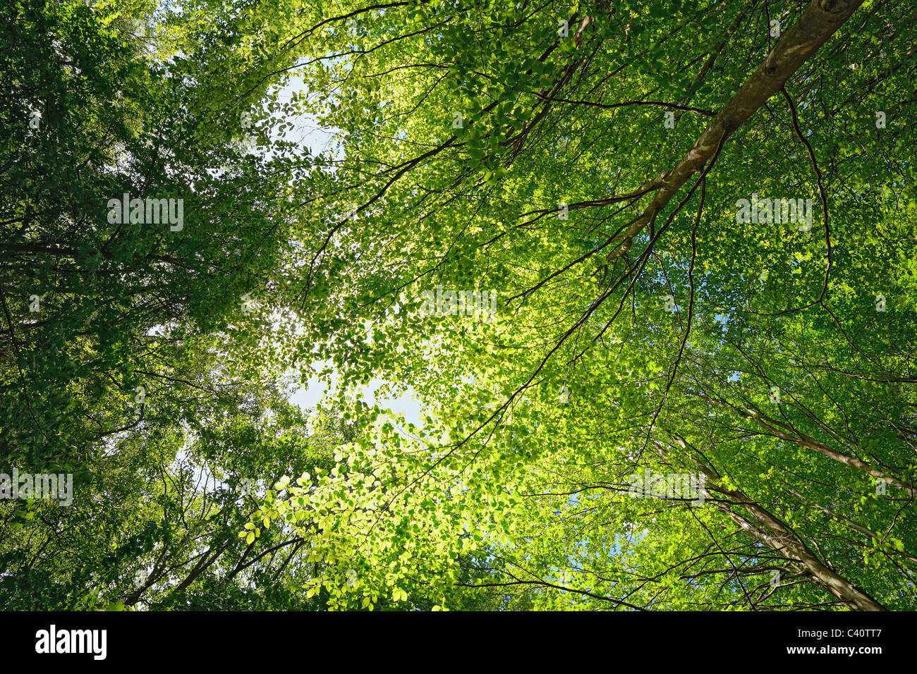 Backlit beech tree canopy on a sunny day. Makes an attractive ...