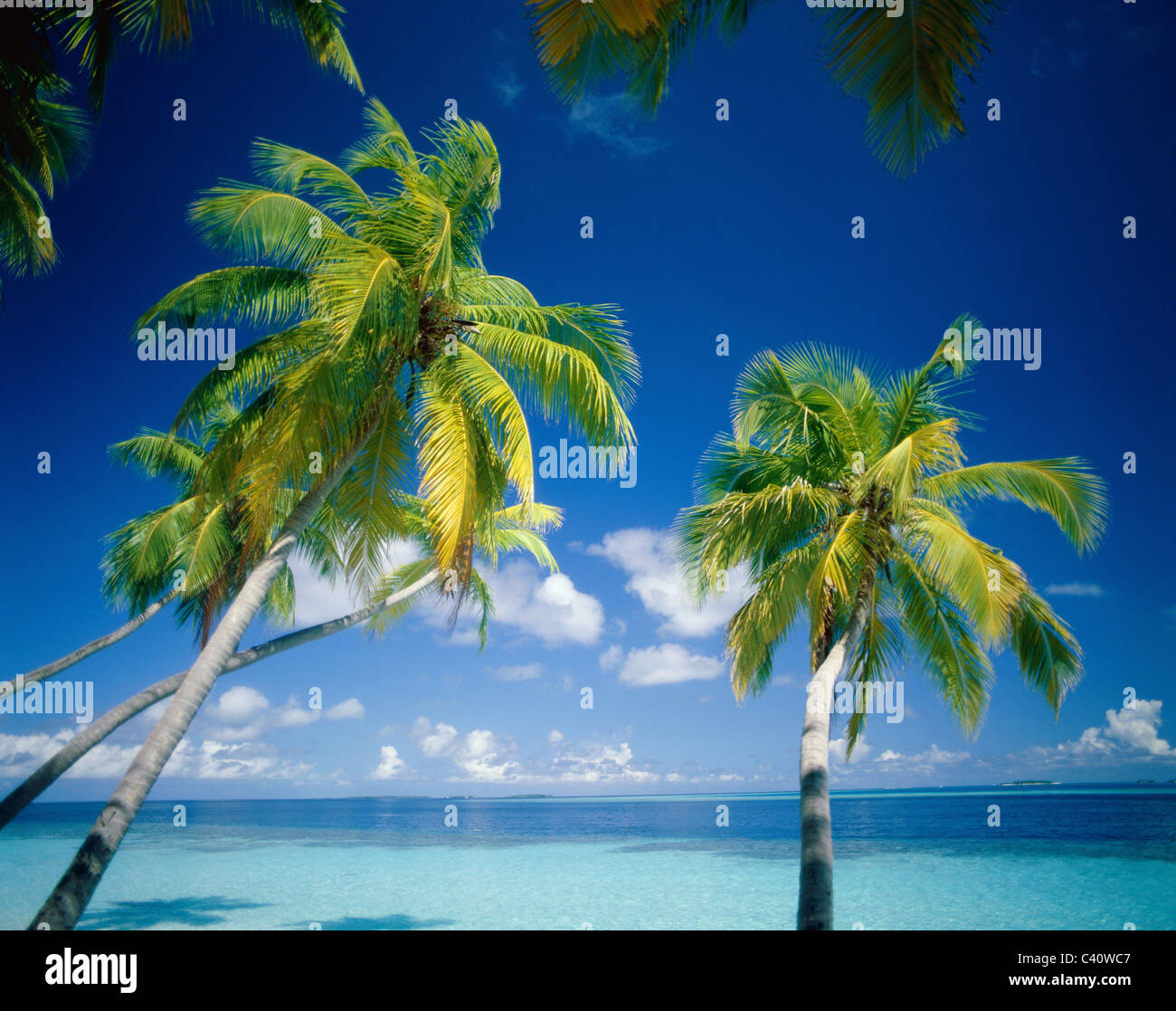 Holiday, Indian ocean, Landmark, Maldive islands, Maldives, Palm trees ...