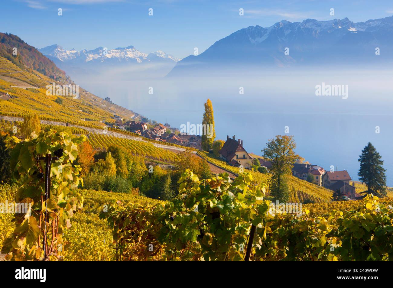 Epesses, Switzerland, Europe, canton Vaud, Lavaux, wine-growing area ...