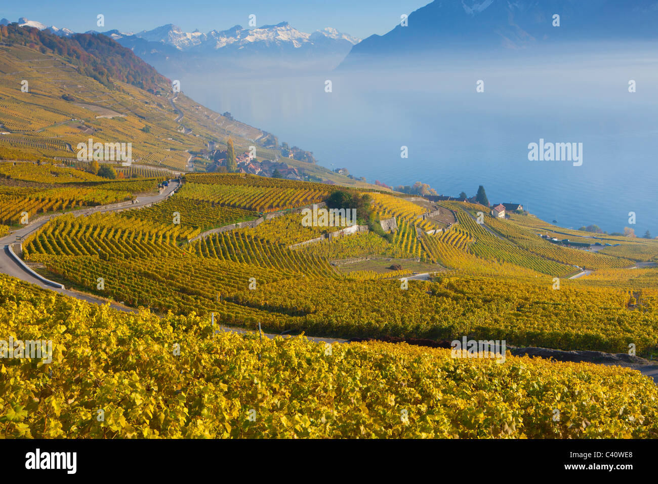 Epesses, Switzerland, Europe, canton Vaud, Lavaux, wine-growing area ...