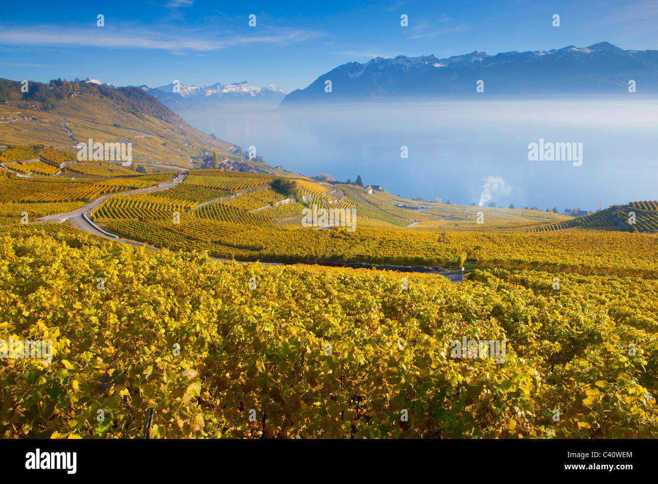 Epesses, Switzerland, Europe, canton Vaud, Lavaux, wine-growing area ...