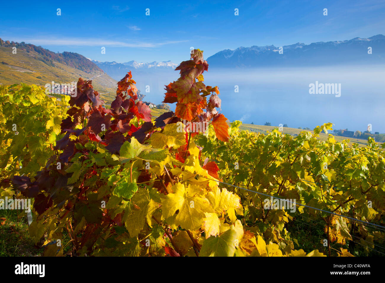 Epesses, Switzerland, Europe, canton Vaud, Lavaux, wine-growing area ...