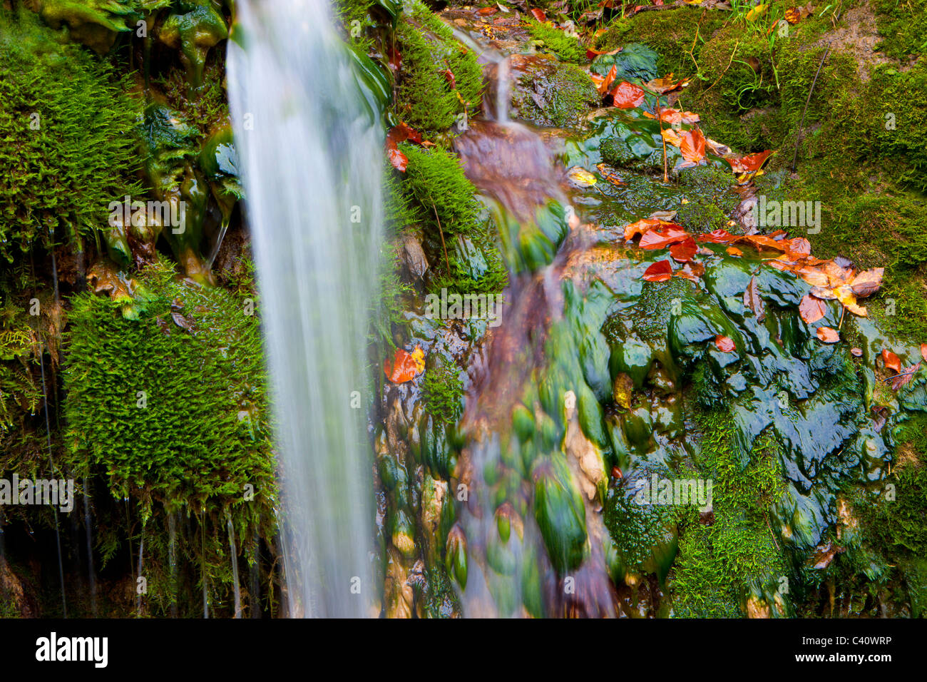 Le Theusseret, Switzerland, Europe, canton Jura, brook, moss, algae ...