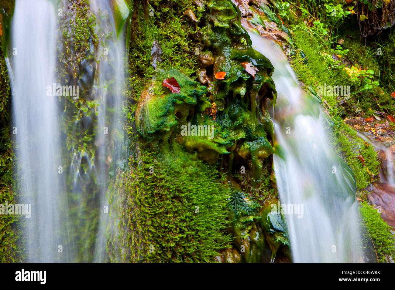 Le Theusseret, Switzerland, Europe, canton Jura, brook, moss, algae ...