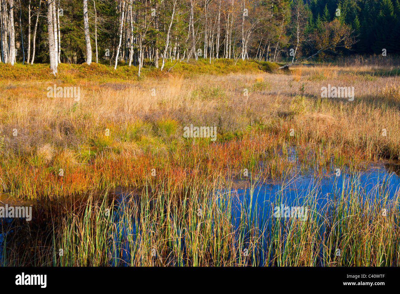 Les Pontins, Switzerland, Europe, canton Bern, Berne Jura, nature ...