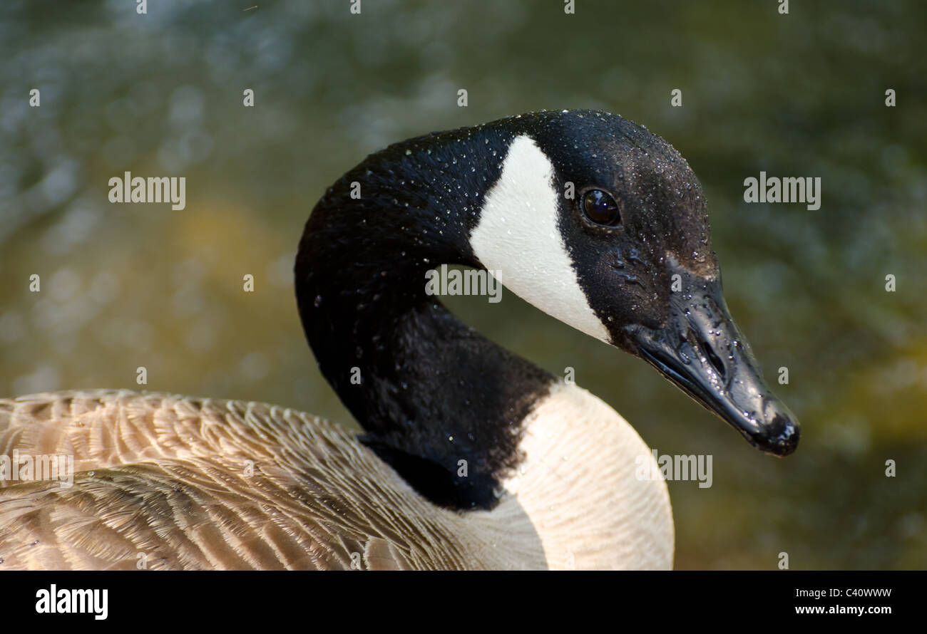 Elegant Canadian Goose with Water Droplets Stock Photo - Alamy