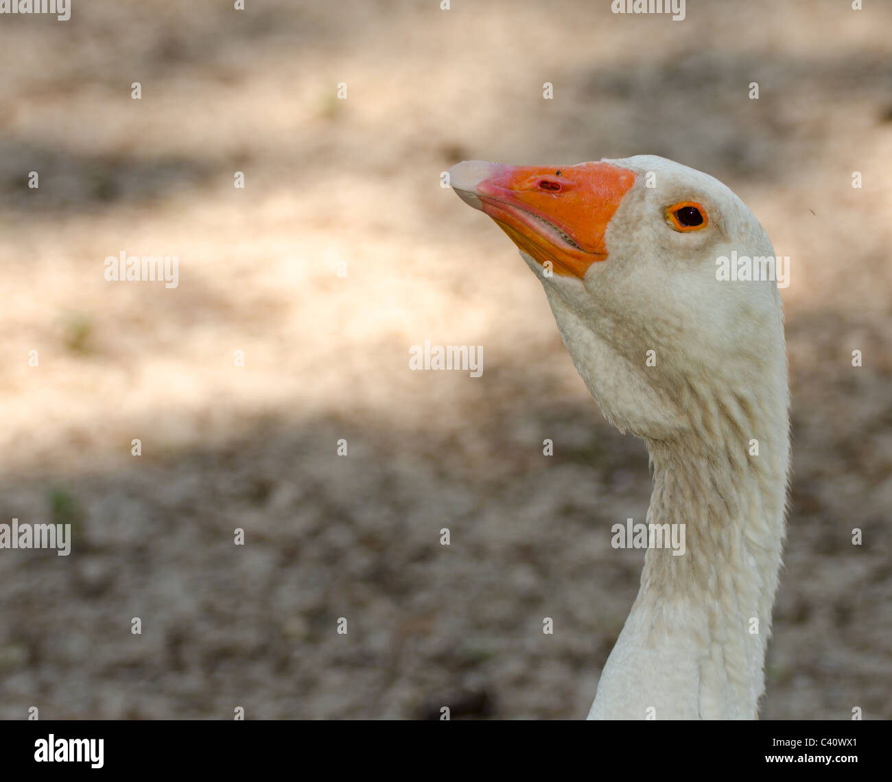 Old Canadian White Goose Stock Photo - Alamy