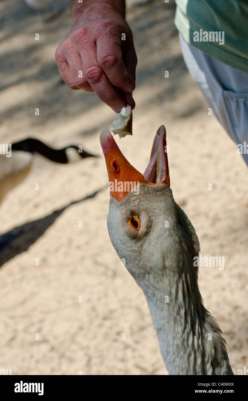 Man feeding geese hi-res stock photography and images - Alamy