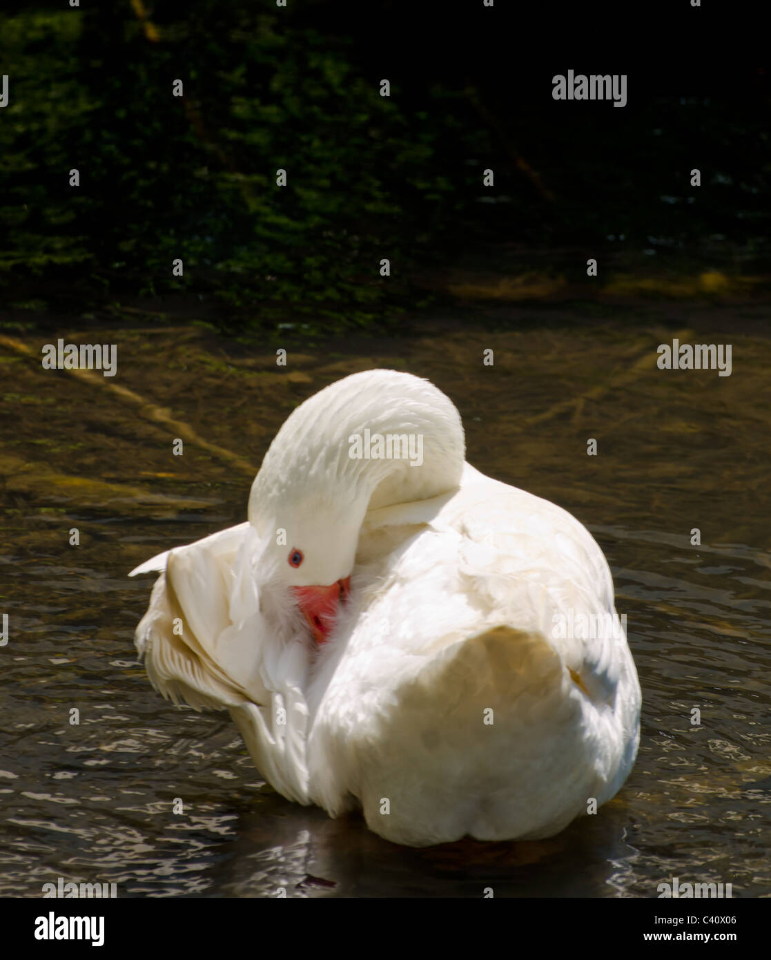 Goose grooming hi-res stock photography and images - Alamy