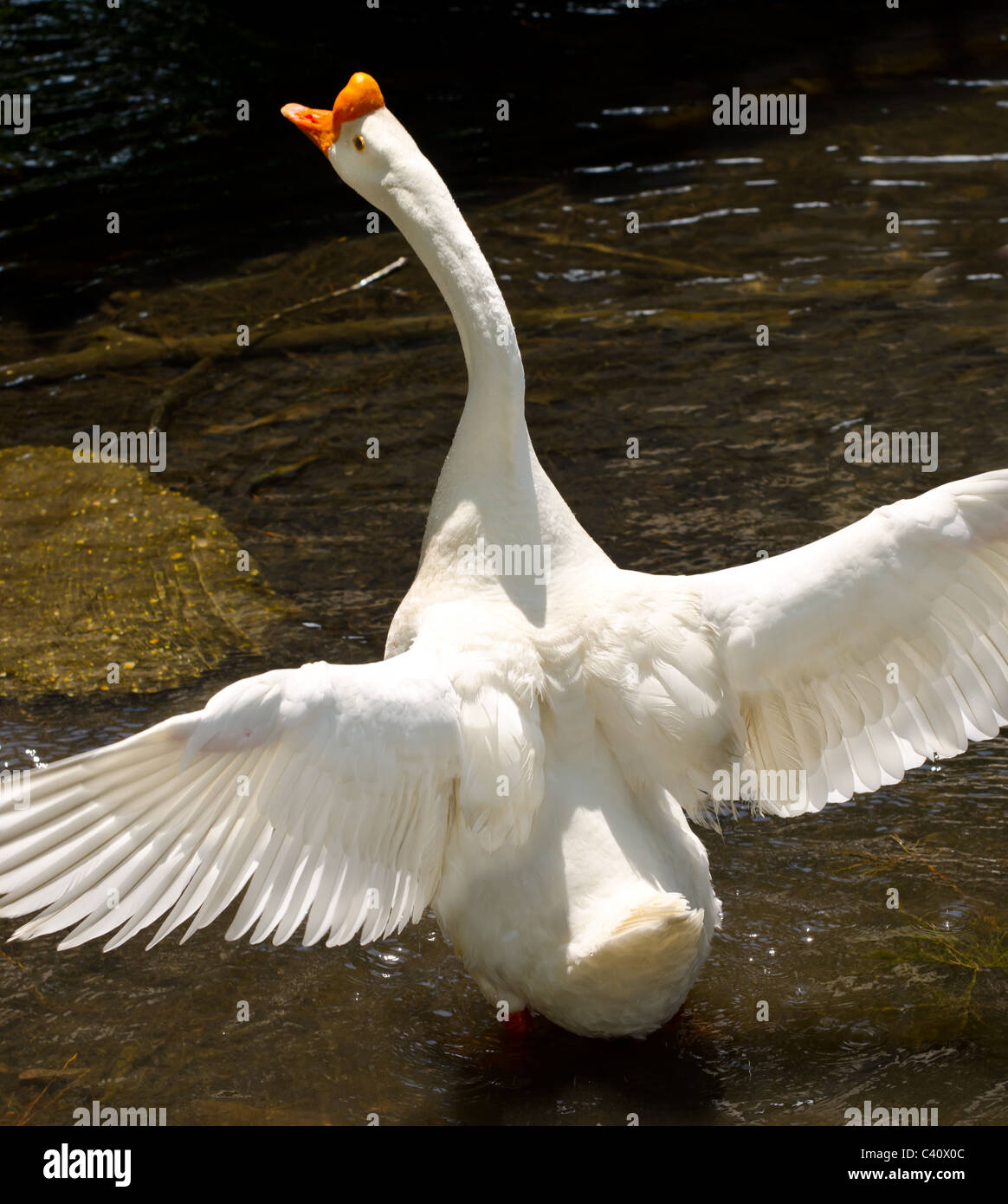 Wings of a goose hi-res stock photography and images - Alamy