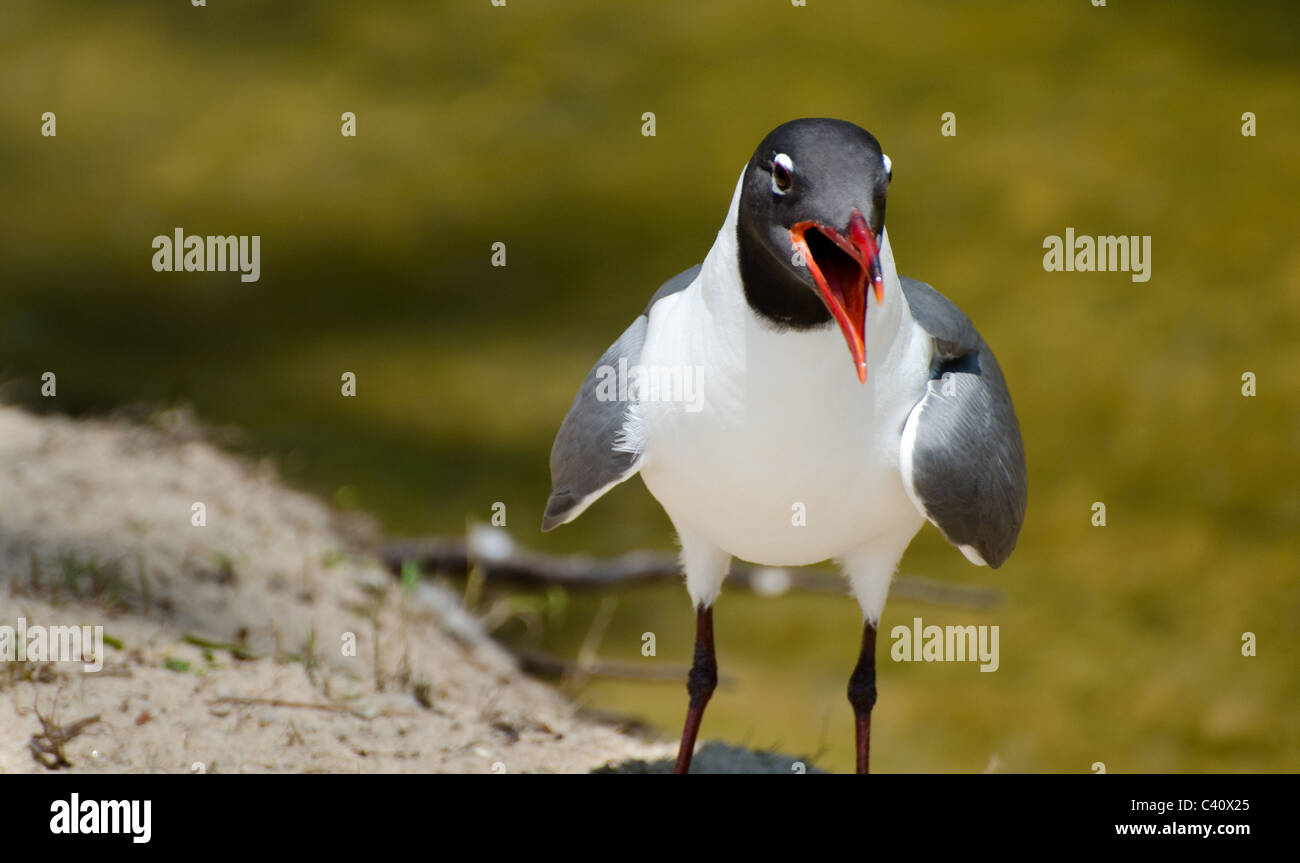 Black headed seagull hi-res stock photography and images - Alamy