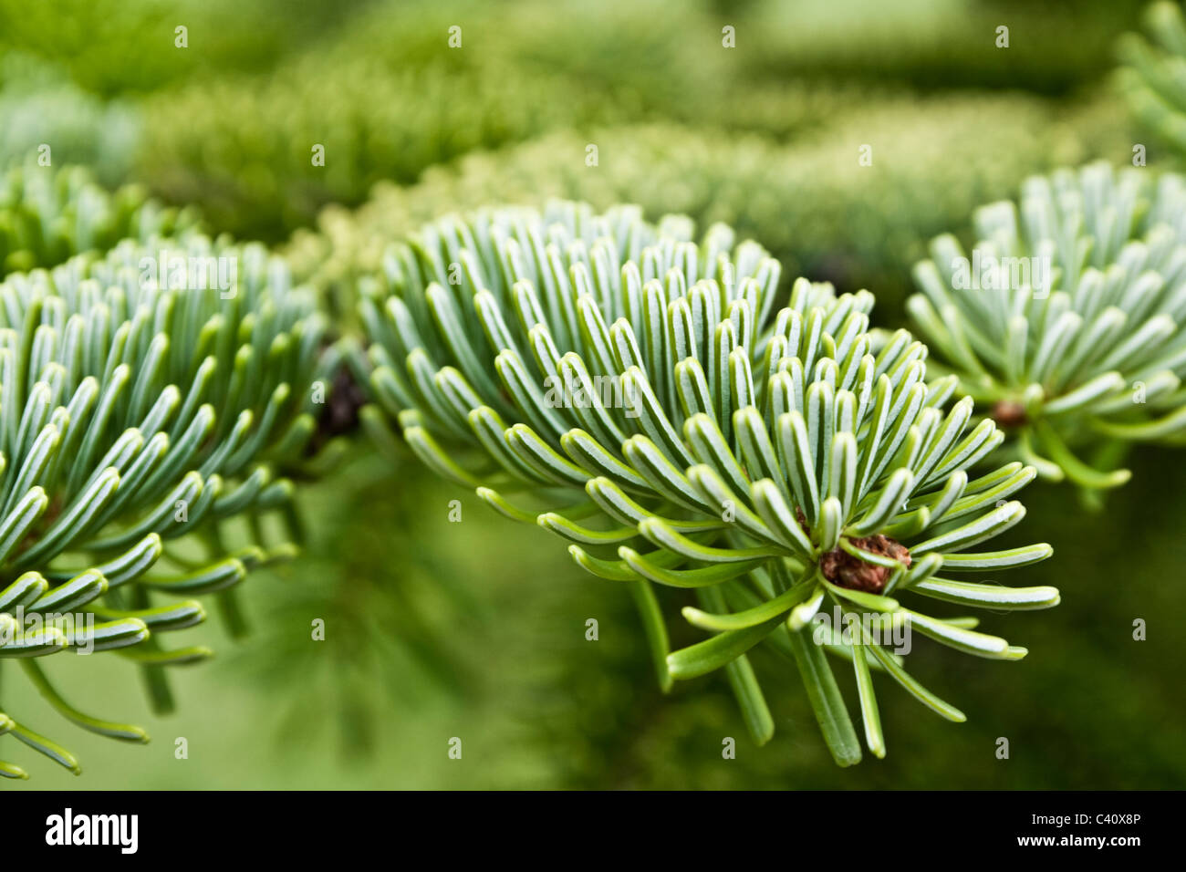 Pine tree growing branch hi-res stock photography and images - Alamy