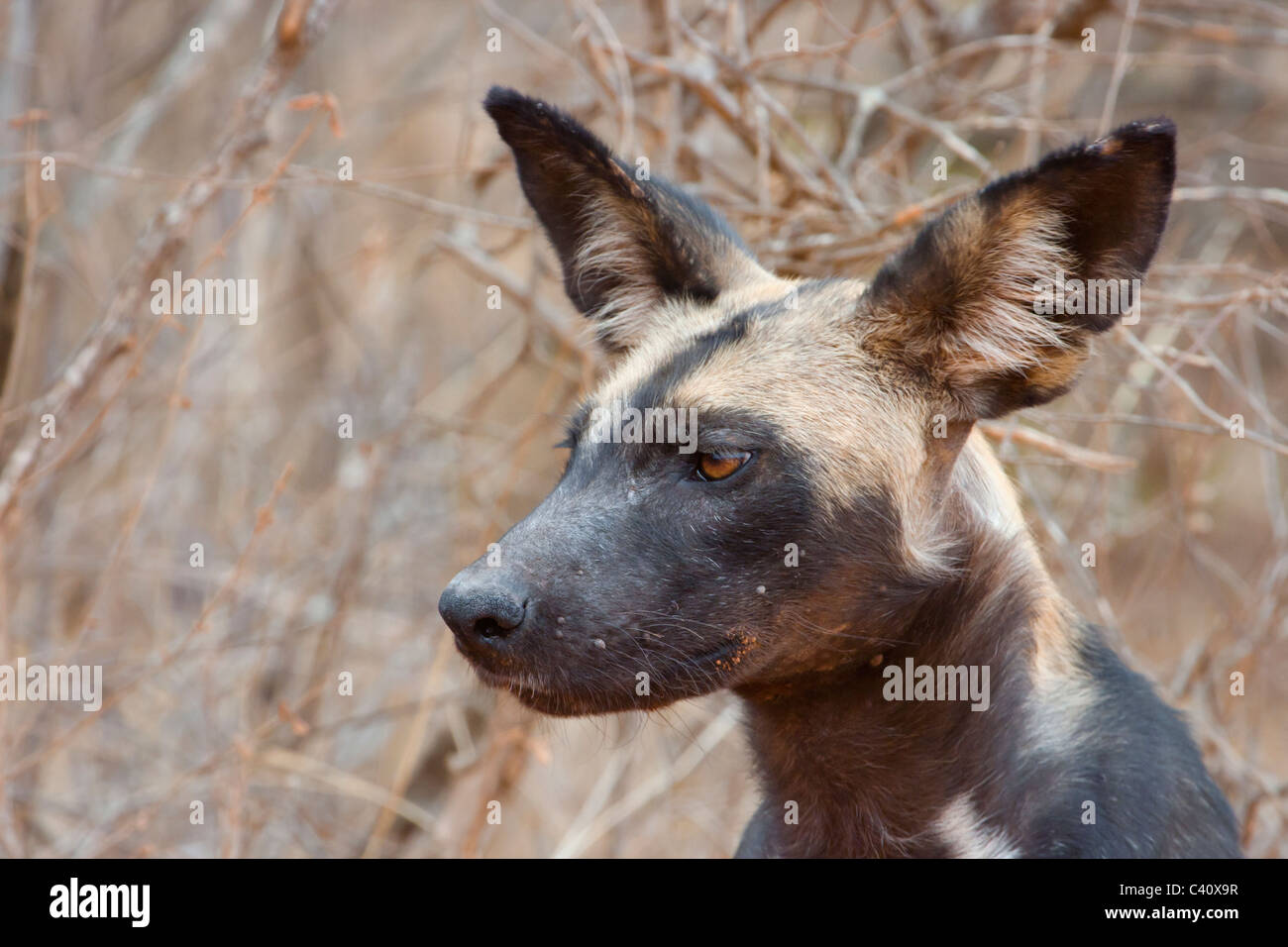 African Wild Dog Portrait High Resolution Stock Photography and Images ...