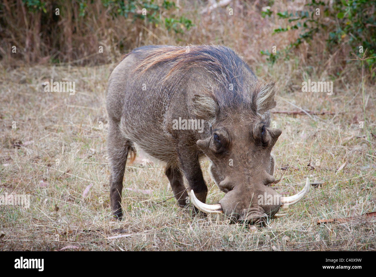 Savanna warthog phacochoerus hi-res stock photography and images - Alamy