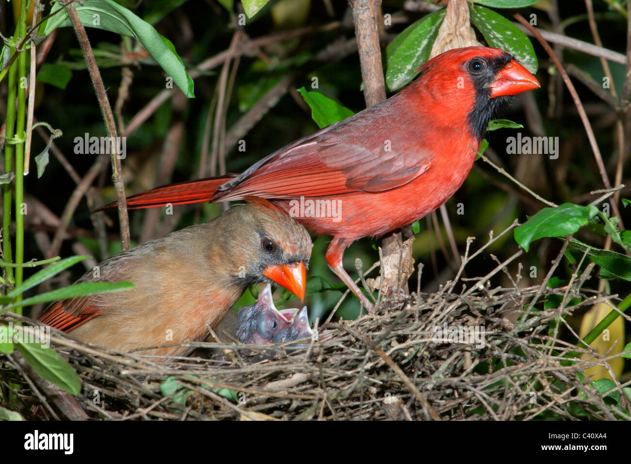 Male and female cardinals hi-res stock photography and images - Alamy